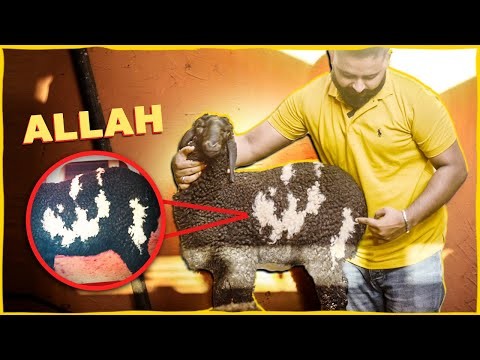 Allah written on the skin of a goat in Karachi | Dialogue Pakistan